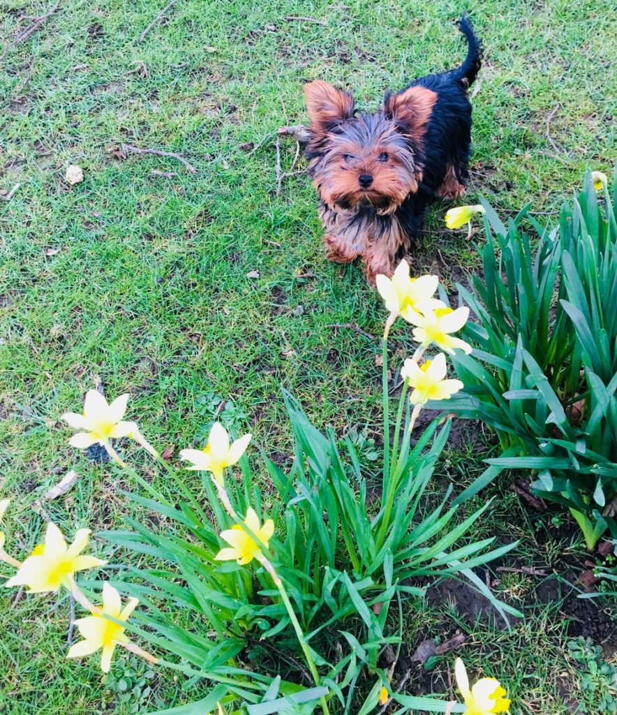 Spring has Sprung – Animal Requiem